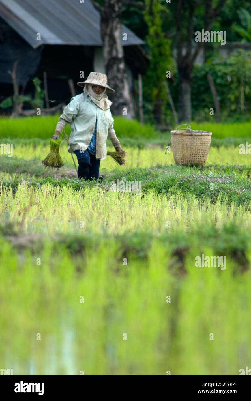 Transplanting Rice Seedlings Stock Photo - Alamy