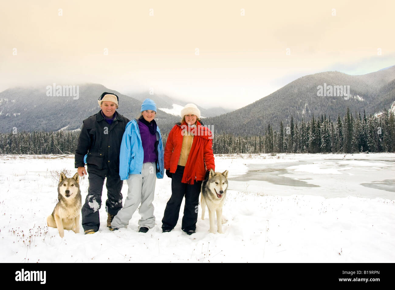 Australian wolf hi-res stock photography and images - Alamy