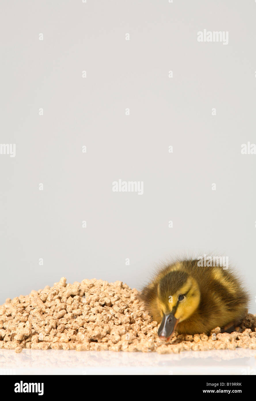 Duckchick hi-res stock photography and images - Alamy