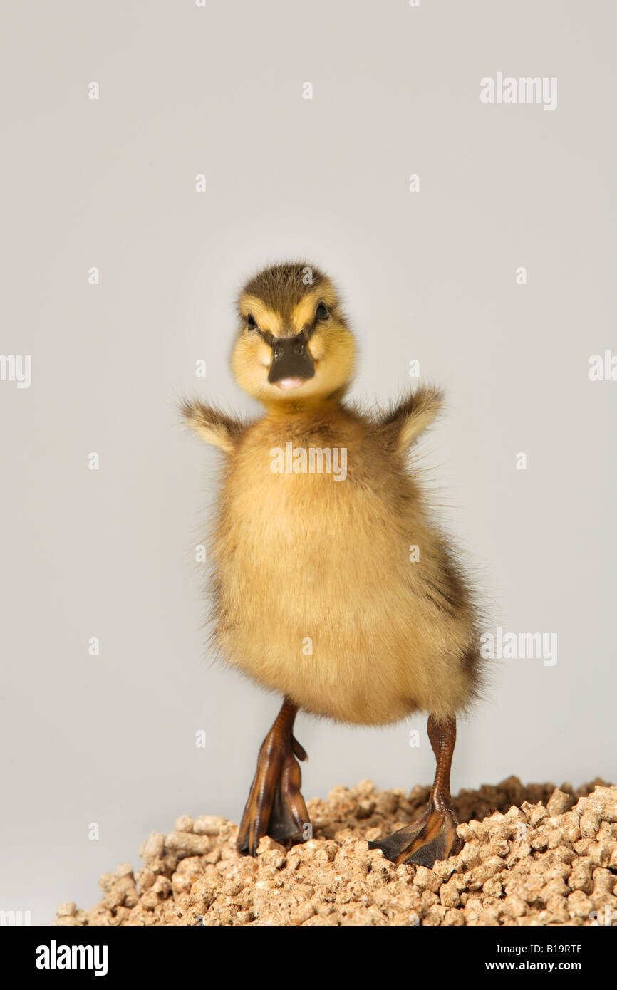 Duckling standing on feed Stock Photo - Alamy