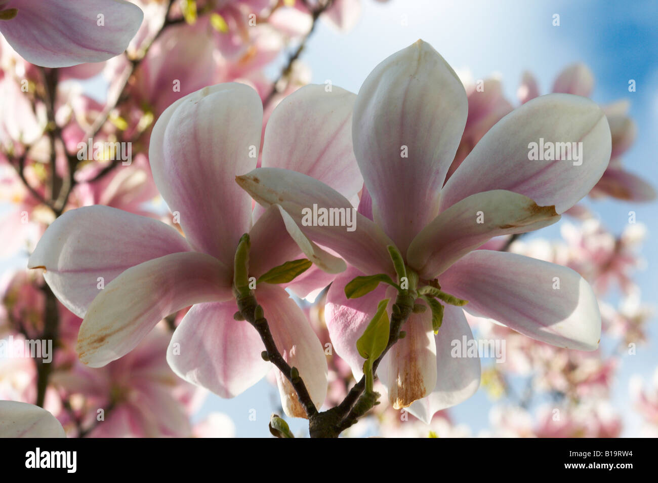 Blossoming twig of magnolia tree on blossom tree background Stock Photo ...