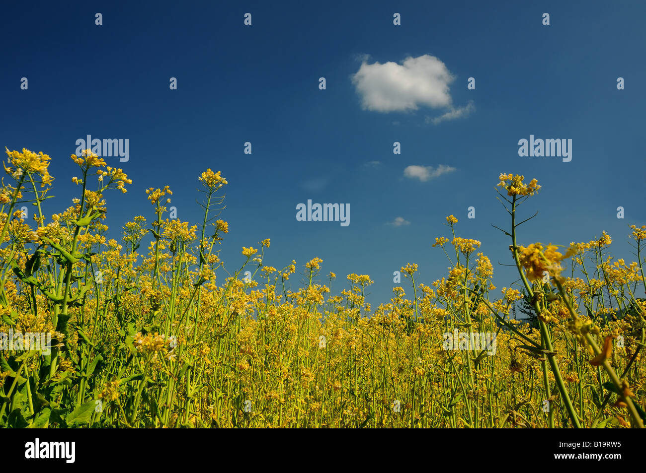 Yellow canola field blue hi-res stock photography and images - Alamy