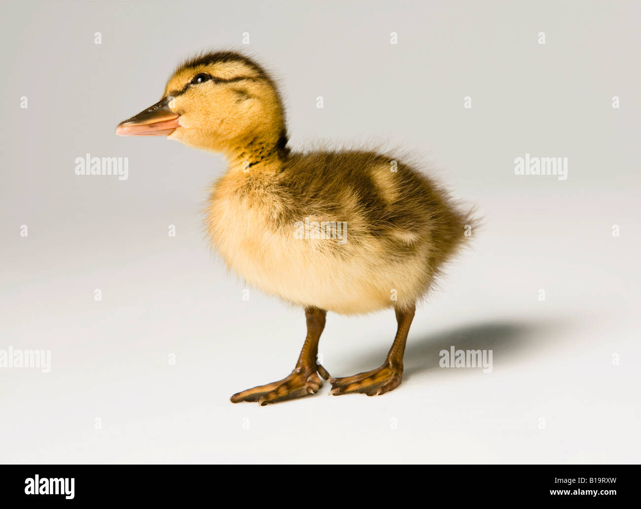 Younganimals hi-res stock photography and images - Alamy