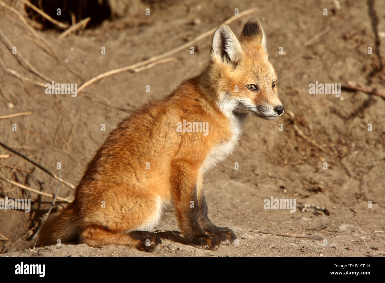 Red fox pups hi-res stock photography and images - Alamy
