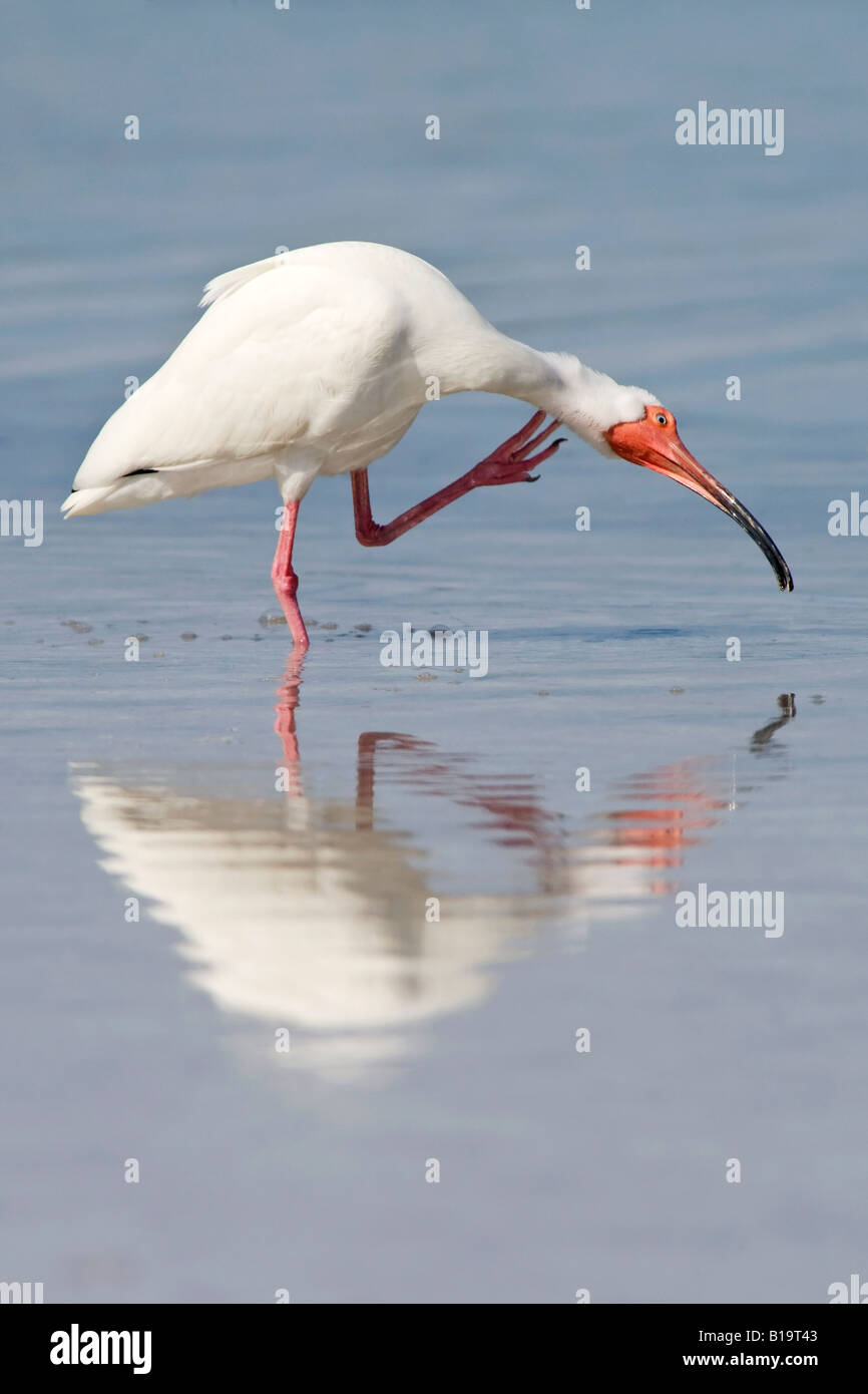 An adult breeding plumage White Ibis preening Stock Photo - Alamy
