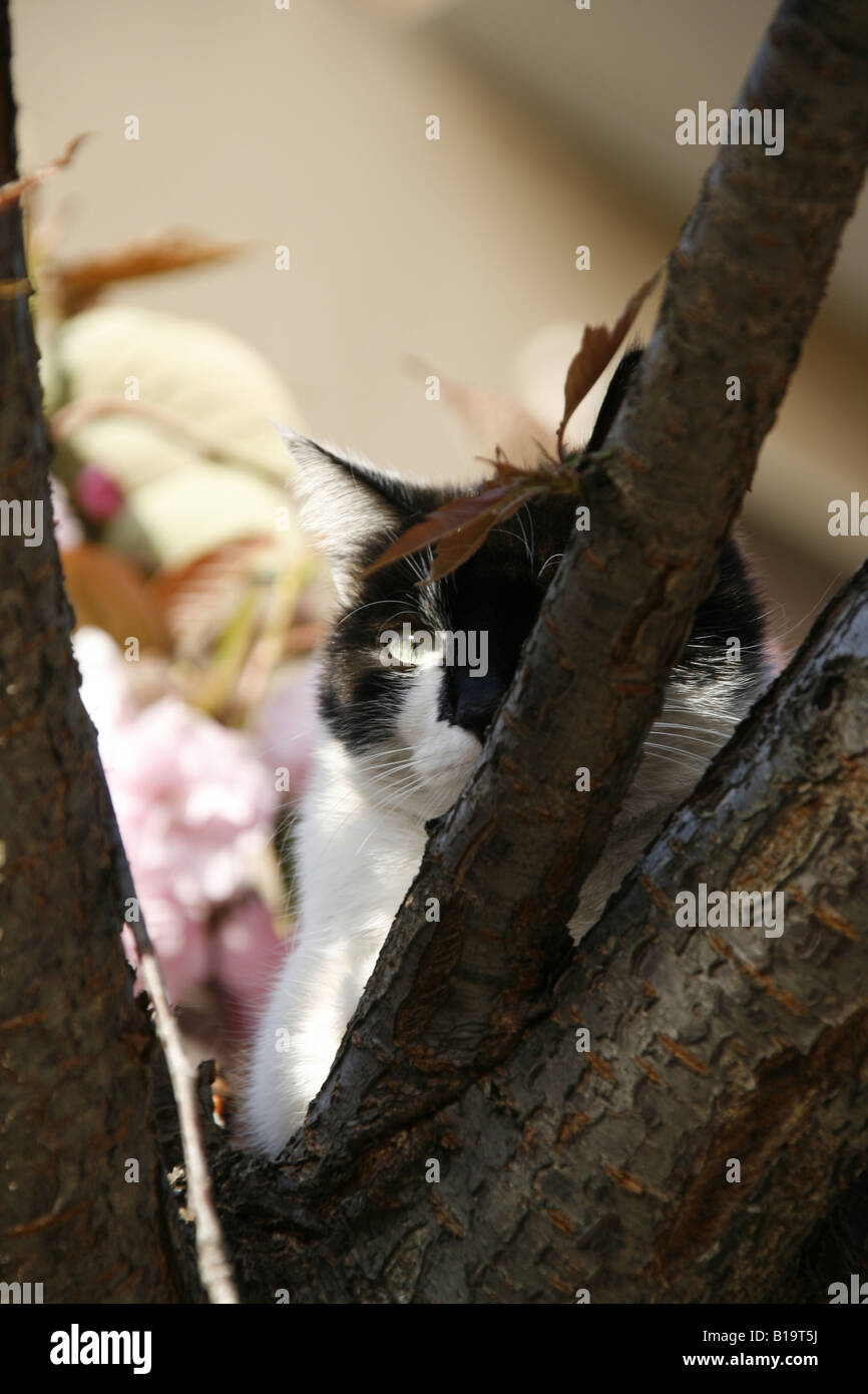 cat hiding in tree outdoors garden Stock Photo - Alamy