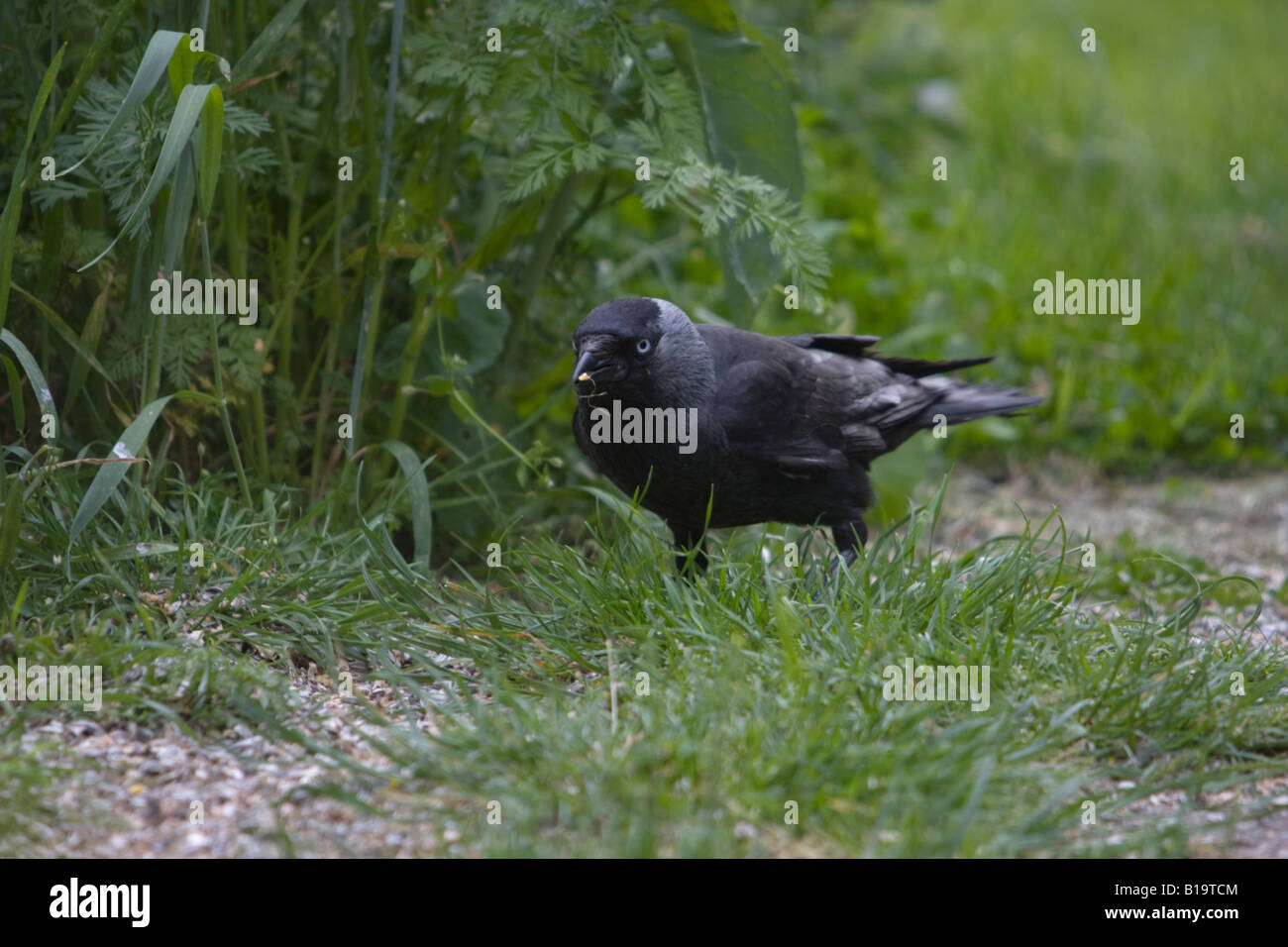 Jackdaw feeding hi-res stock photography and images - Alamy