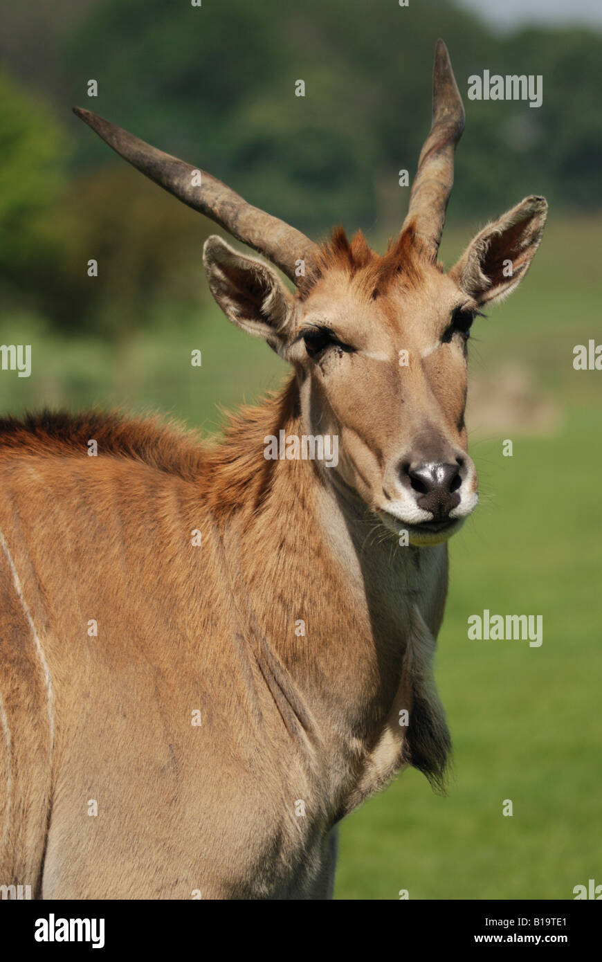 Portrait of an eland Stock Photo - Alamy