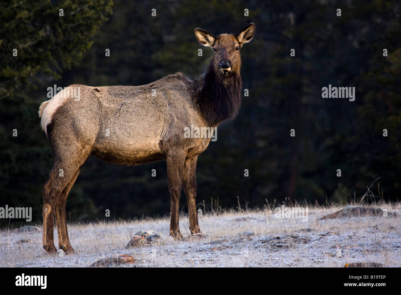 C canadensis hi-res stock photography and images - Alamy