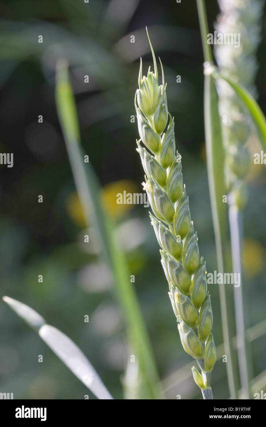 Anthesis hi-res stock photography and images - Alamy
