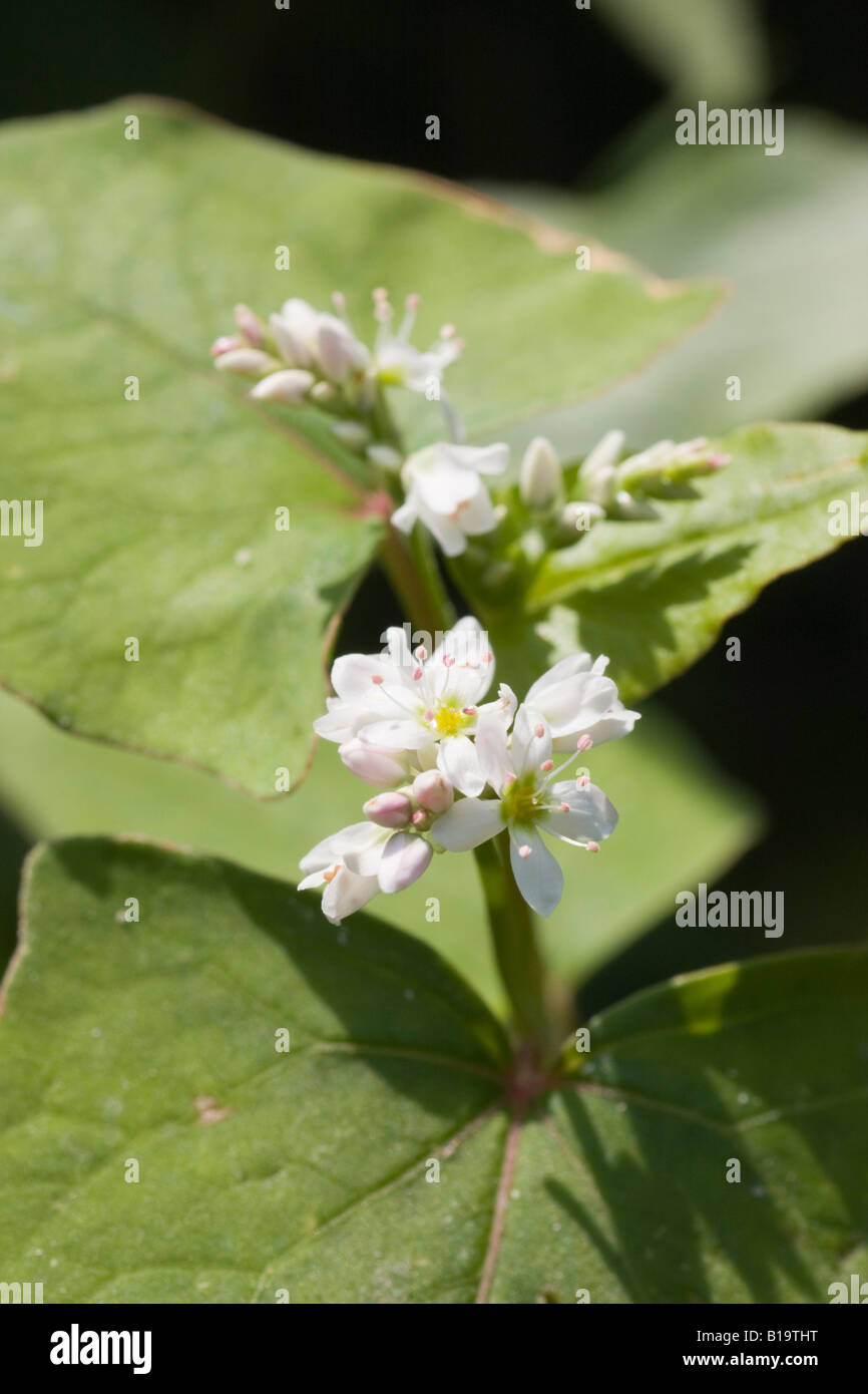 Common buckwheat, Fagopyrum esculentum, flowers Stock Photo - Alamy