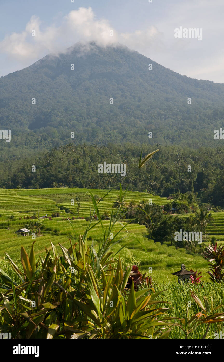 Volcano rice hi-res stock photography and images - Alamy
