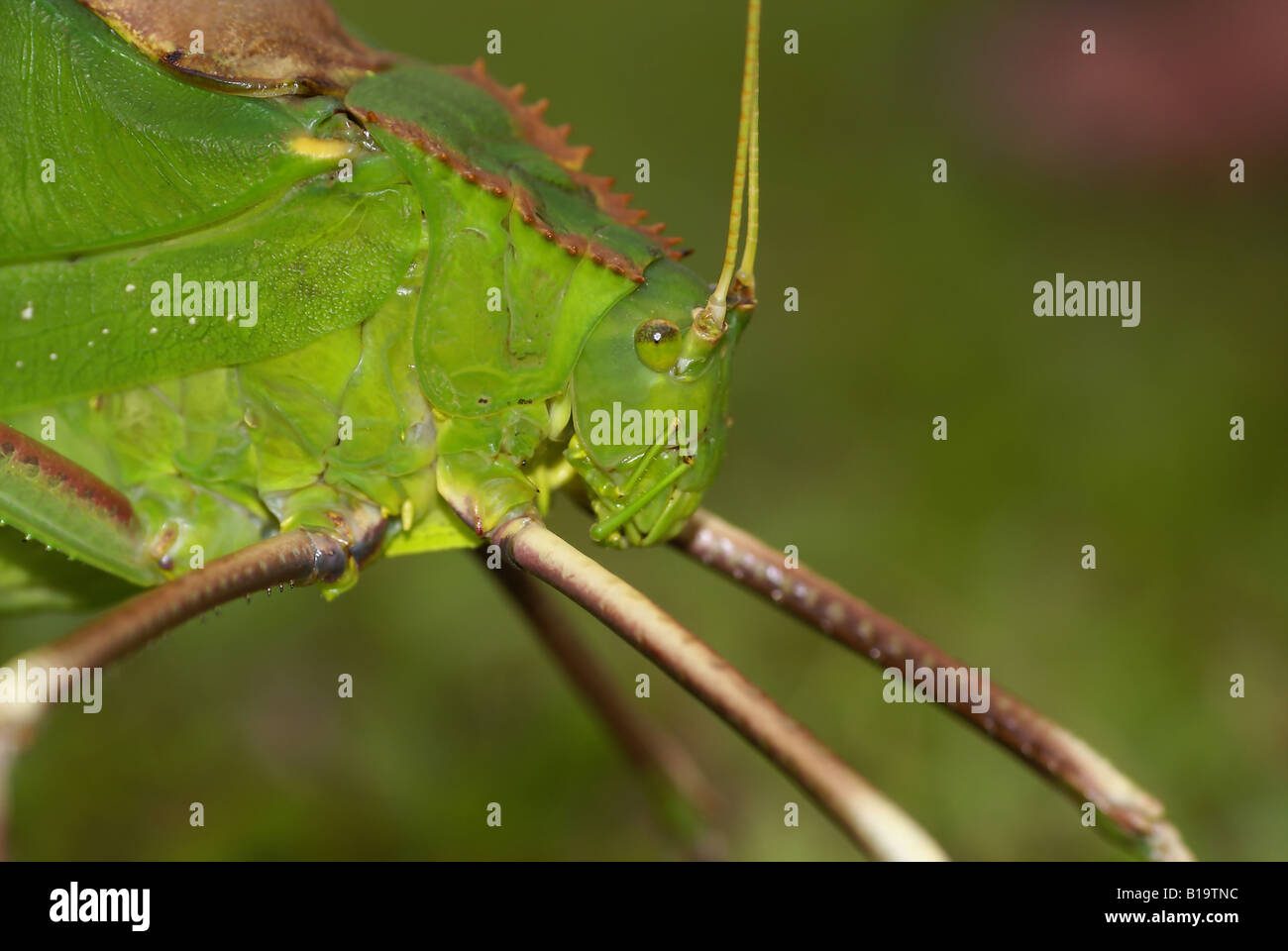 Katydid grasshopper hi-res stock photography and images - Alamy