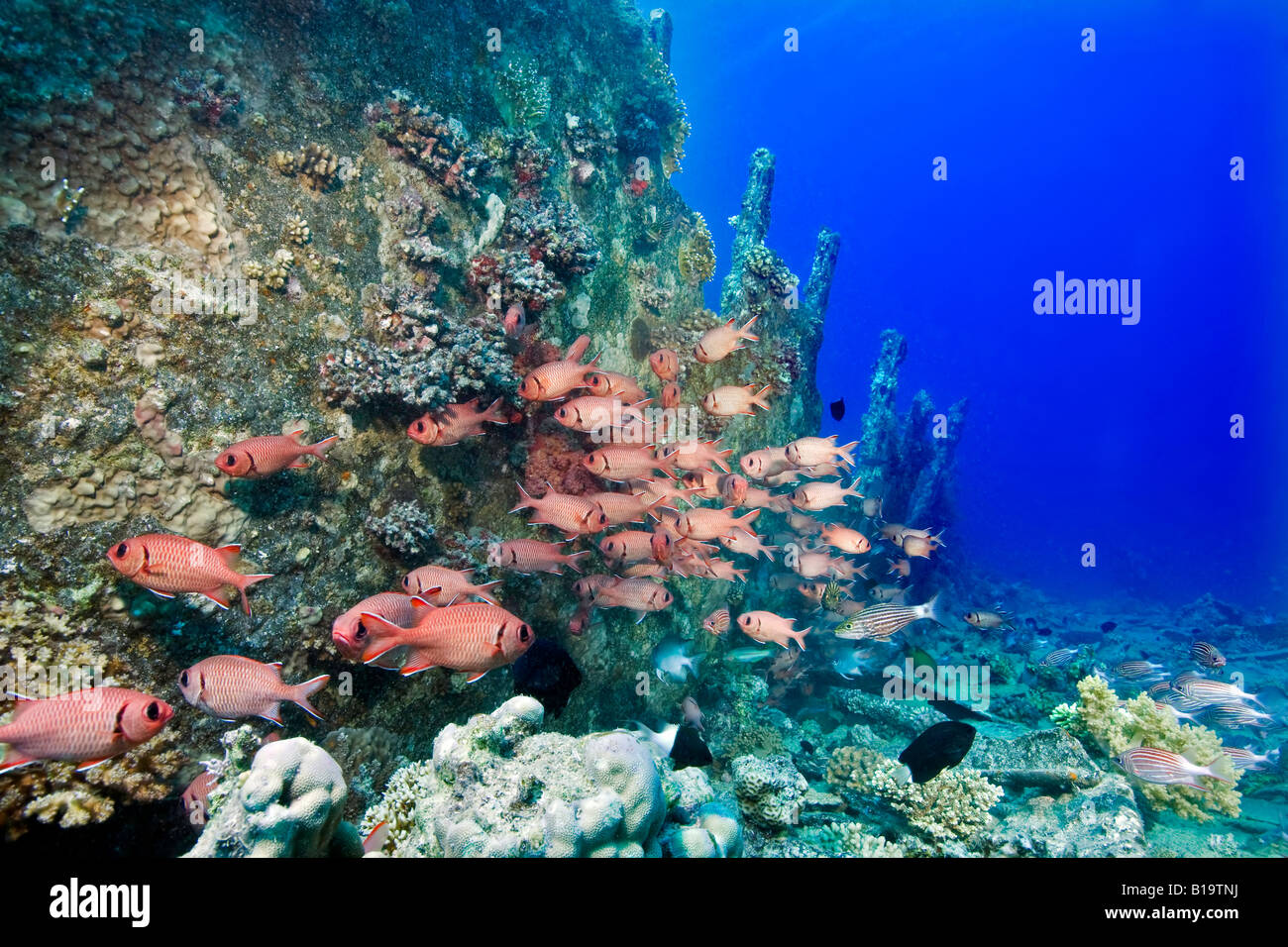 Soldierfish High Resolution Stock Photography and Images - Alamy