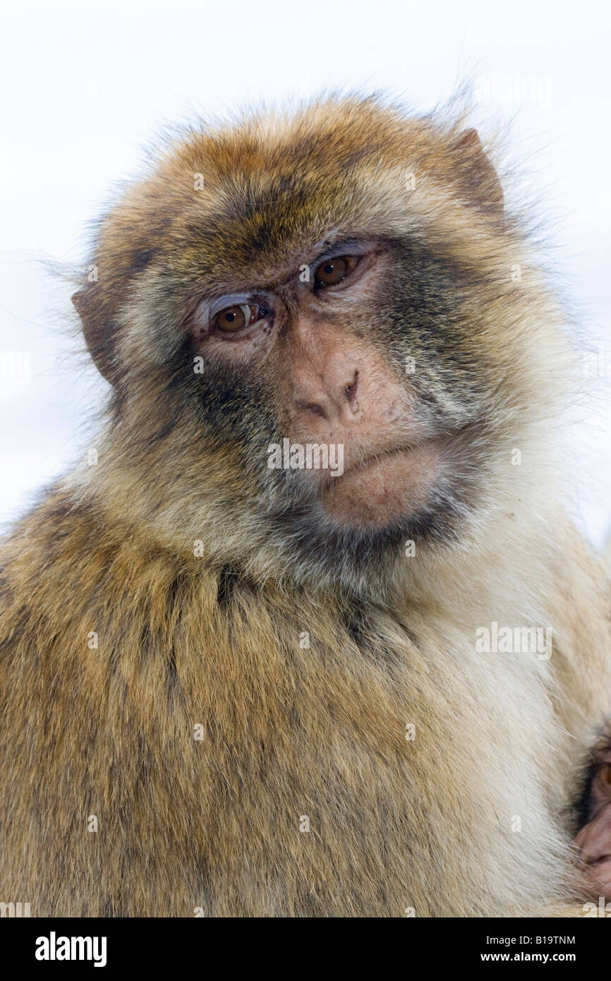A facial study of an adult female barbary macaque at the viewpoint on ...