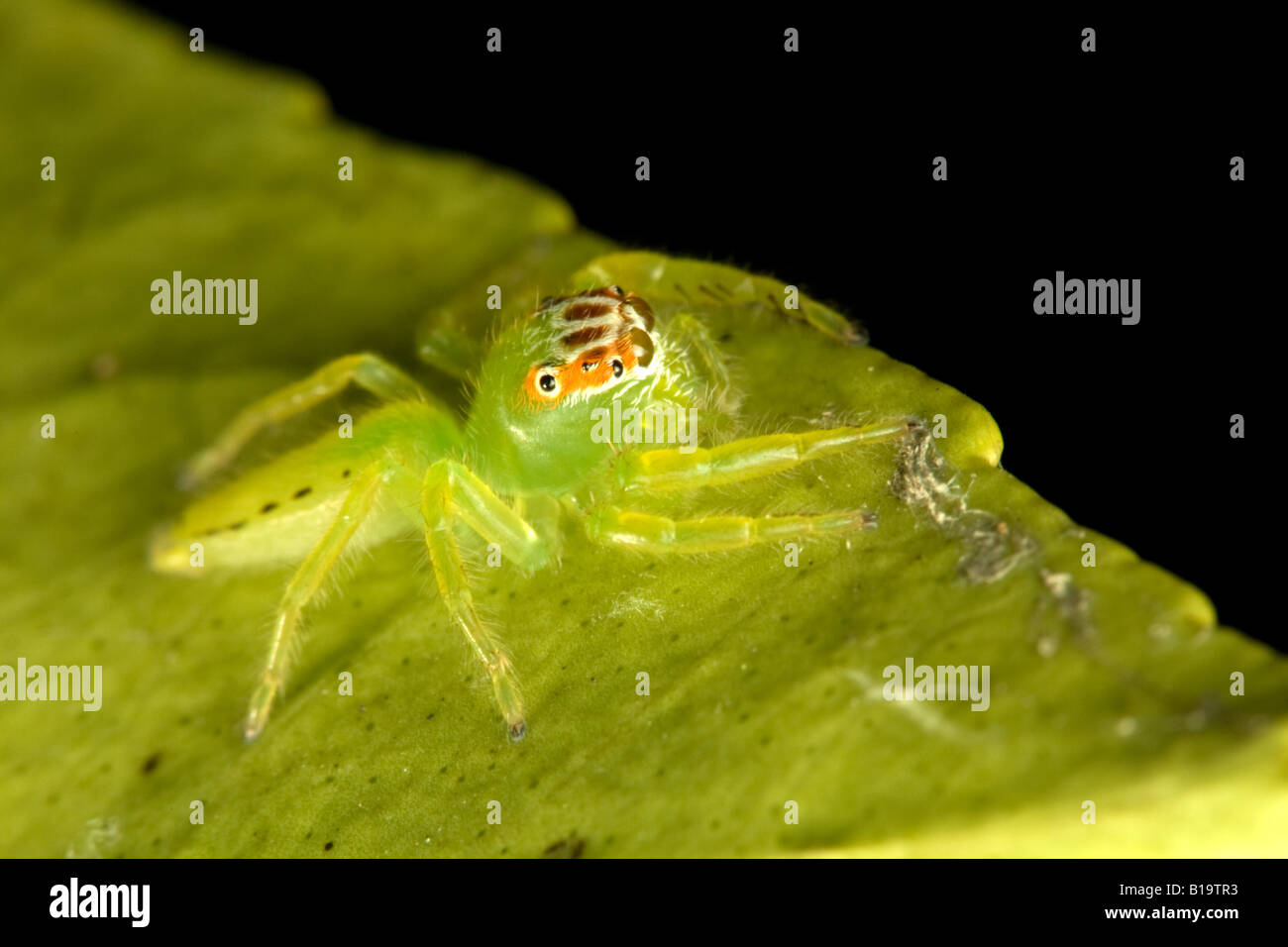A Green Jumping Spider sitting on a leaf Stock Photo - Alamy