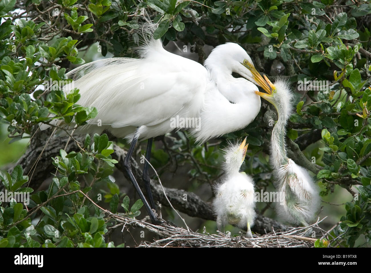 Adult Great Egret on nest feeding 2 chicks Stock Photo - Alamy