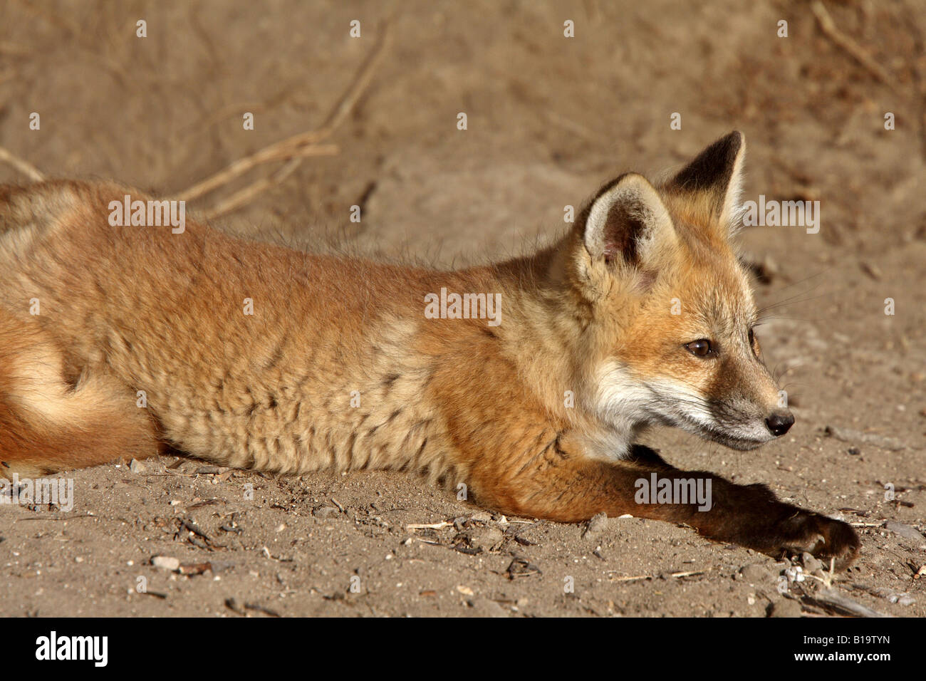 Red Fox pup outside its den Stock Photo - Alamy