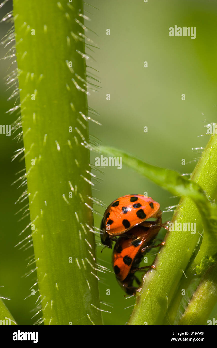 Mating ladybug hi-res stock photography and images - Alamy