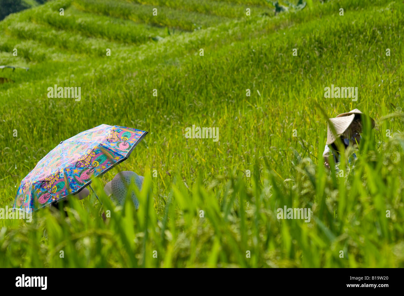 Indonesia Bali Island Jatiluwih rice paddies with 2 couples in frgd ...