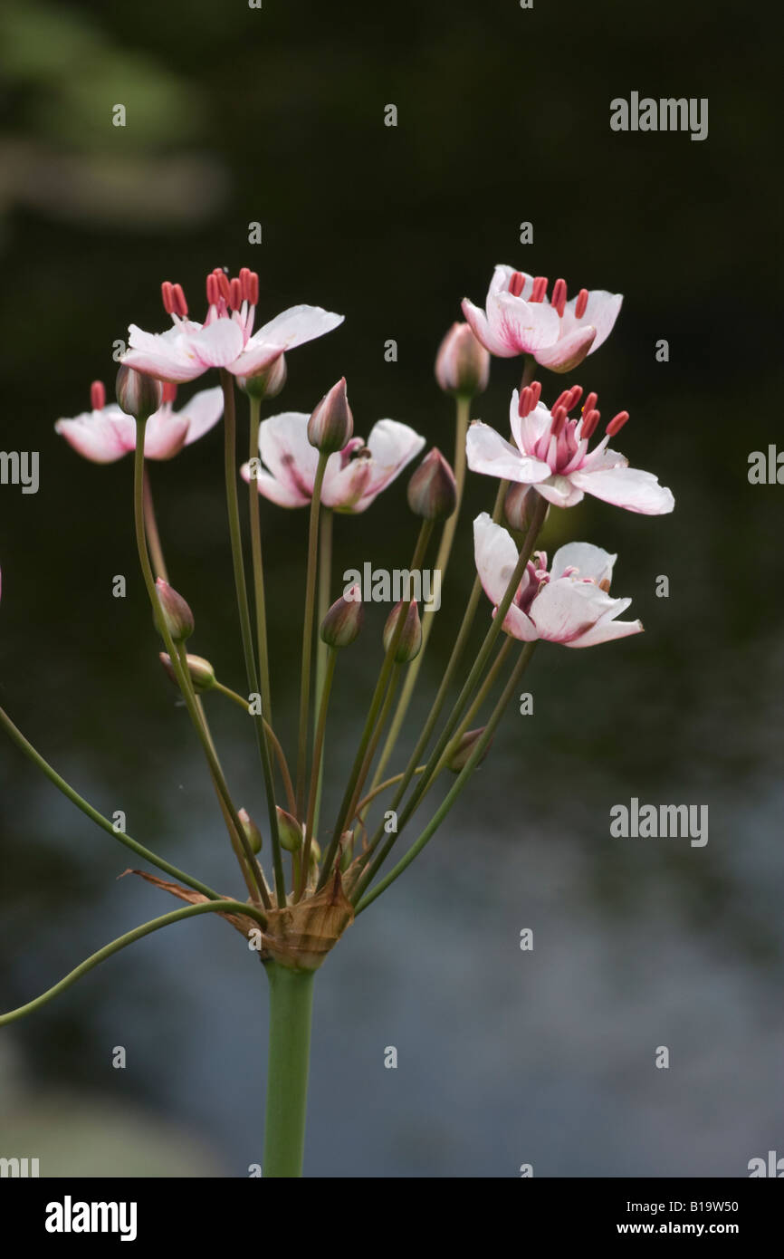 Rush weed hi-res stock photography and images - Alamy