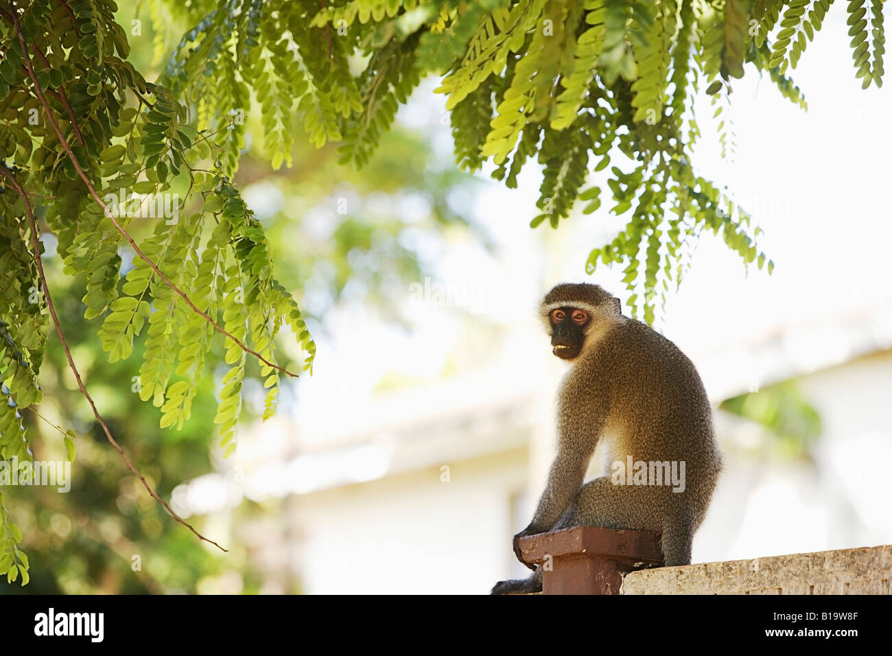 Monkey sitting on a fence post Stock Photo - Alamy