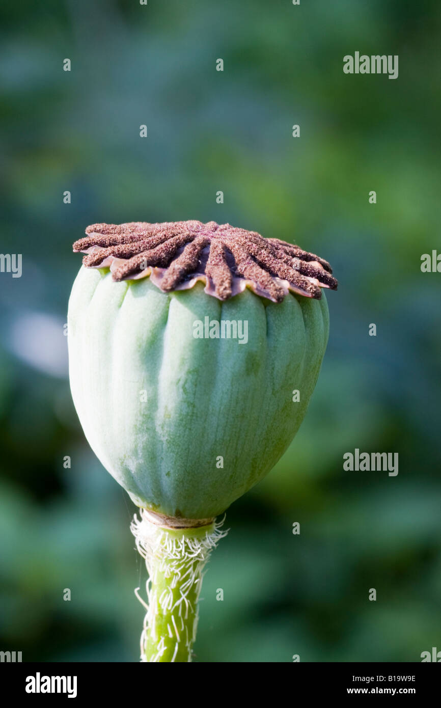 Can I make a tea out of this, if so how do I proceed? : r/PoppyTea