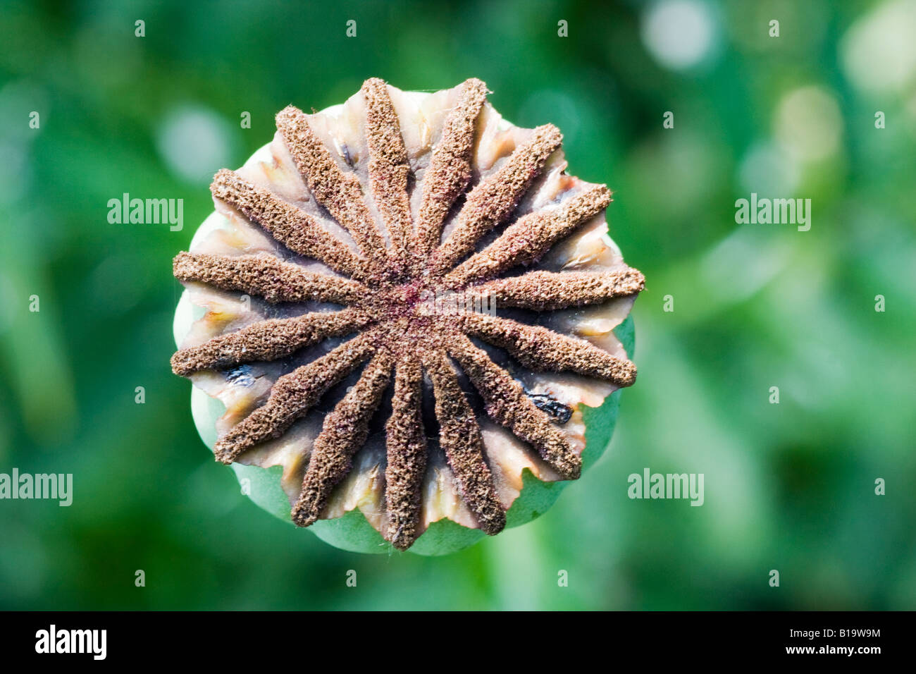 Top view of the seed pod of a oriental poppy, papaver orientale Stock ...