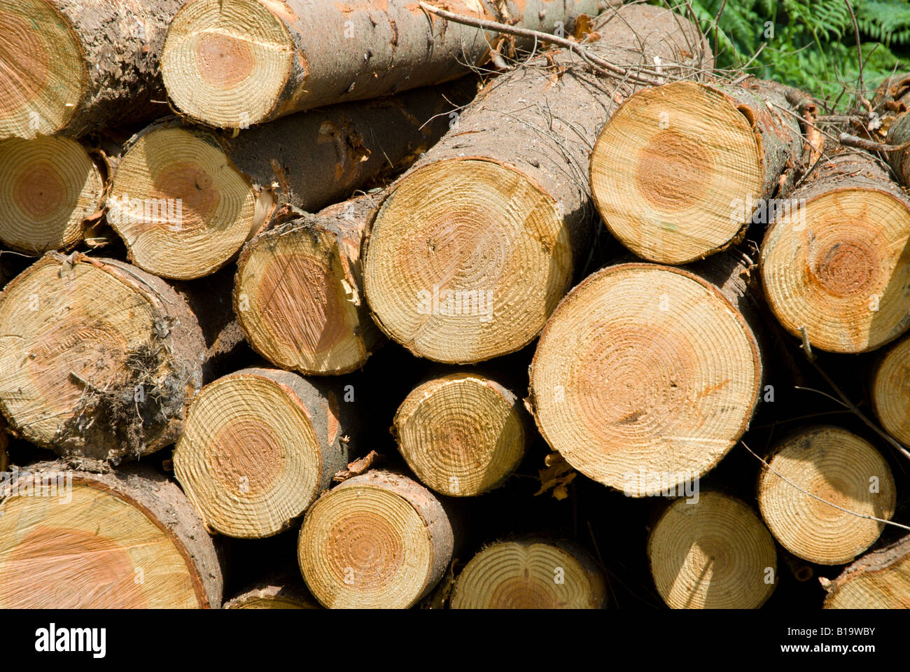 Timber production forest hi-res stock photography and images - Alamy