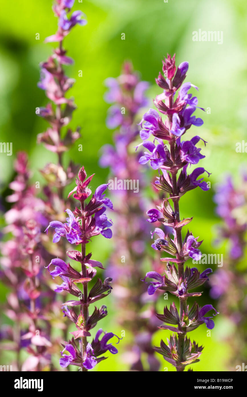 Sage, salvia nemorosa, blue flower spikes Stock Photo - Alamy