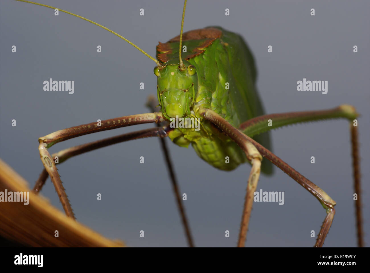 A katydid grasshopper close up Stock Photo - Alamy