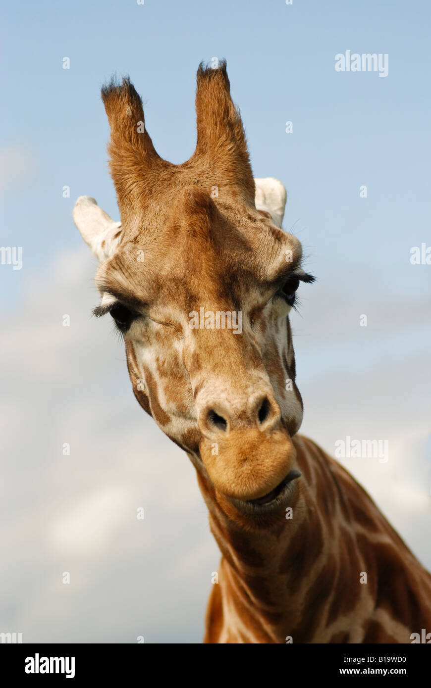 Giraffe eyelashes hi-res stock photography and images - Alamy