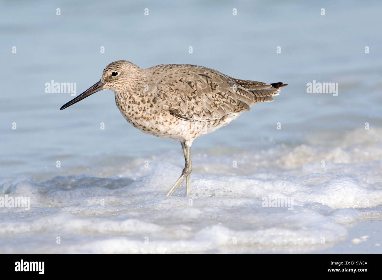 An adult Willet in summer breeding plumage Stock Photo - Alamy