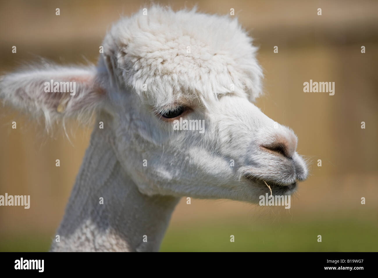Peru alpaca shorn hi-res stock photography and images - Alamy