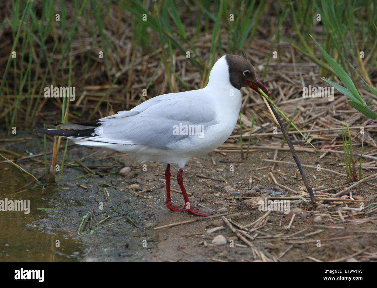 Black headed gull building nest hi-res stock photography and images - Alamy