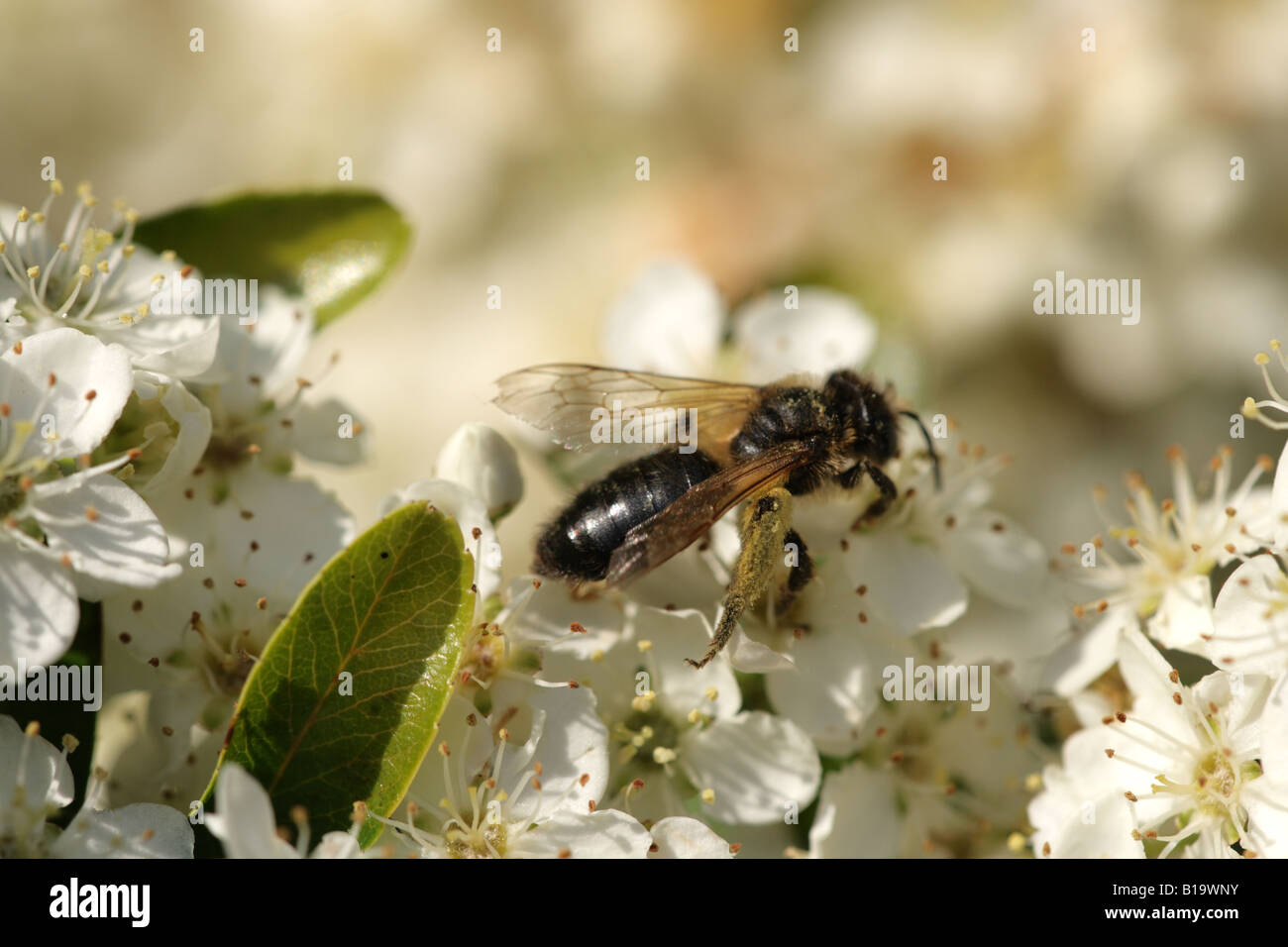 Honey Bee (Apis mellifera) foraging Stock Photo - Alamy