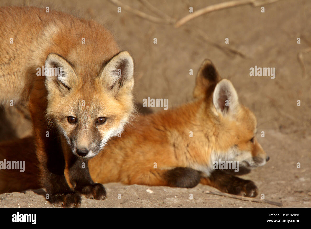 Red Fox pups outside their den Stock Photo - Alamy