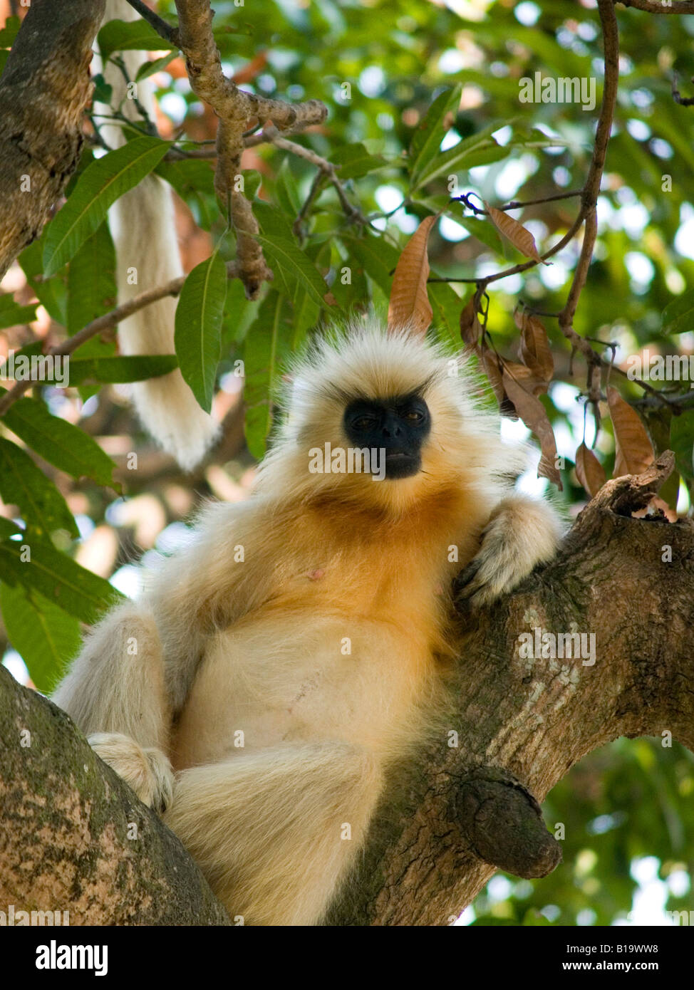 Golden langur hi-res stock photography and images - Alamy