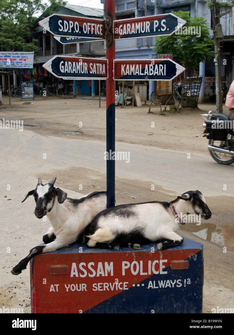 goats resting in an intersection on Majuli Island in Assam India Stock ...