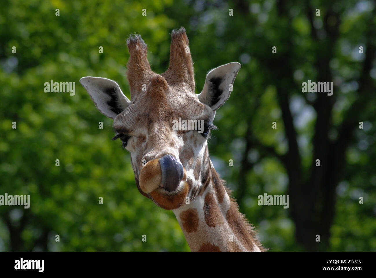 Giraffe nose hi-res stock photography and images - Alamy
