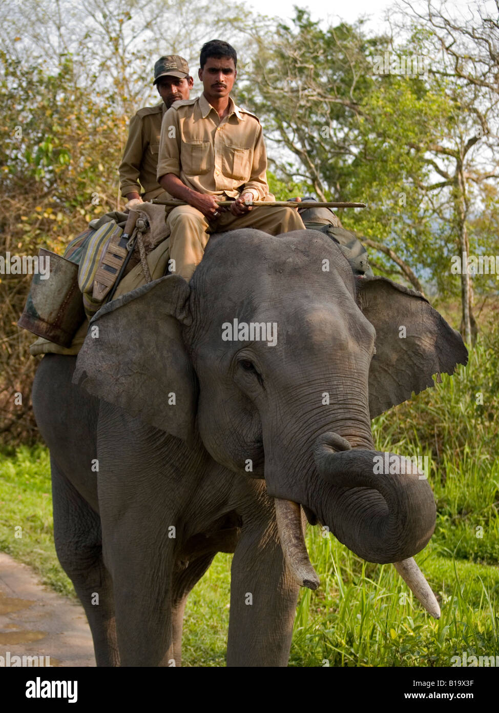 rangers riding on top of an elephant in Kaziranga National Park Stock ...