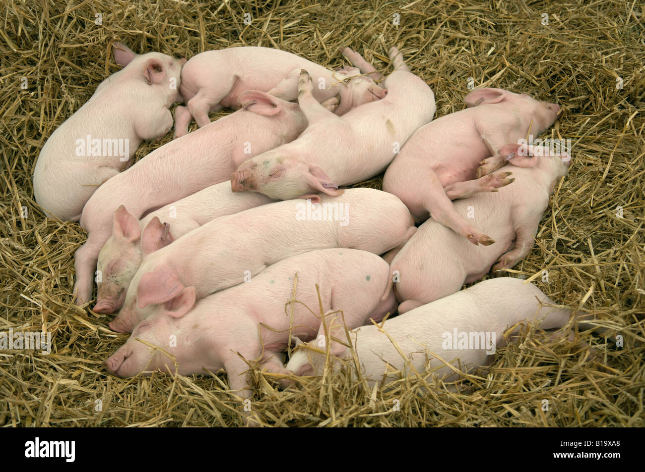 Piglets asleep on straw at South of England Show Sussex UK Stock Photo ...