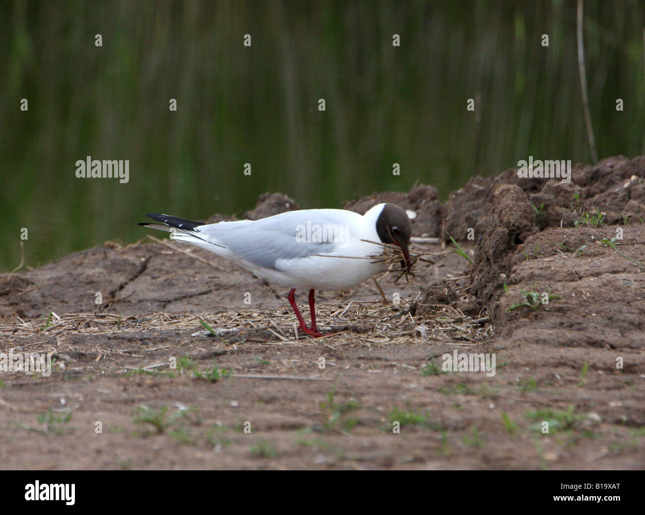 Black headed gull building nest hi-res stock photography and images - Alamy