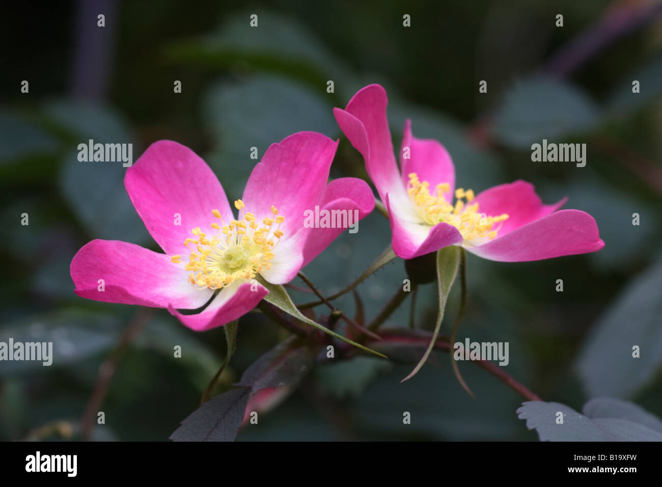 Closeup of two redleaf Rose, Rosa glauca, flowers Stock Photo - Alamy