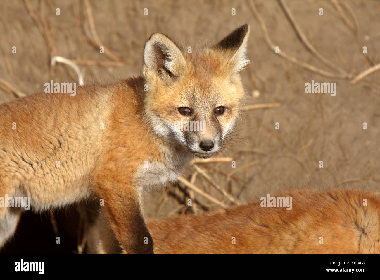 Red Fox pups outside their den Stock Photo - Alamy