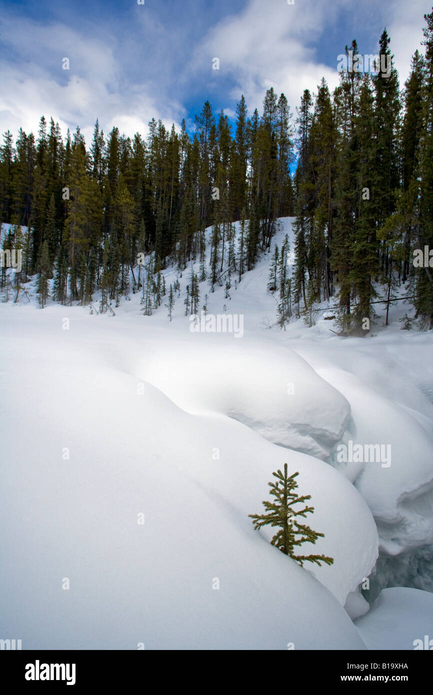 Ground with trees hi-res stock photography and images - Alamy
