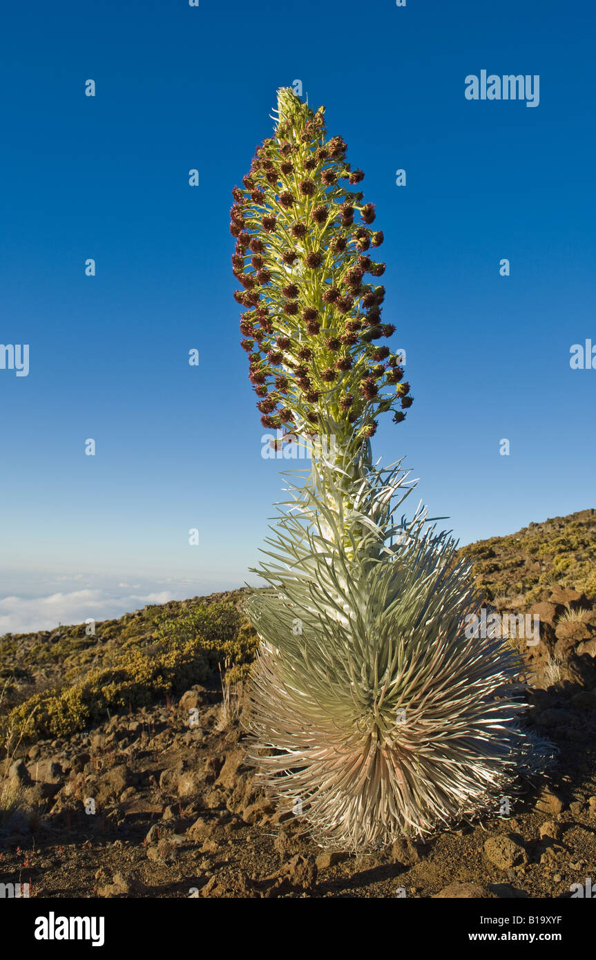 Haleakala silversword flower hi-res stock photography and images - Alamy