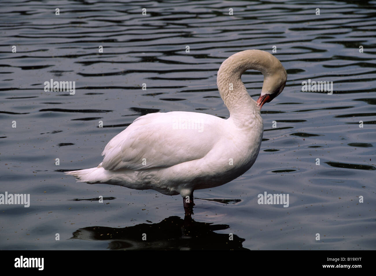 Maebashi gunma hi-res stock photography and images - Alamy
