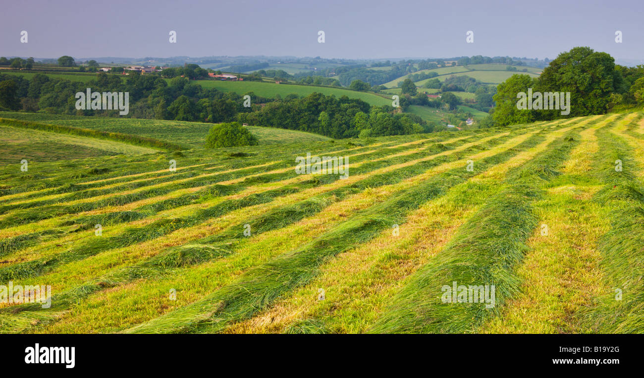 Summer in the farmland of Mid Devon England Stock Photo - Alamy