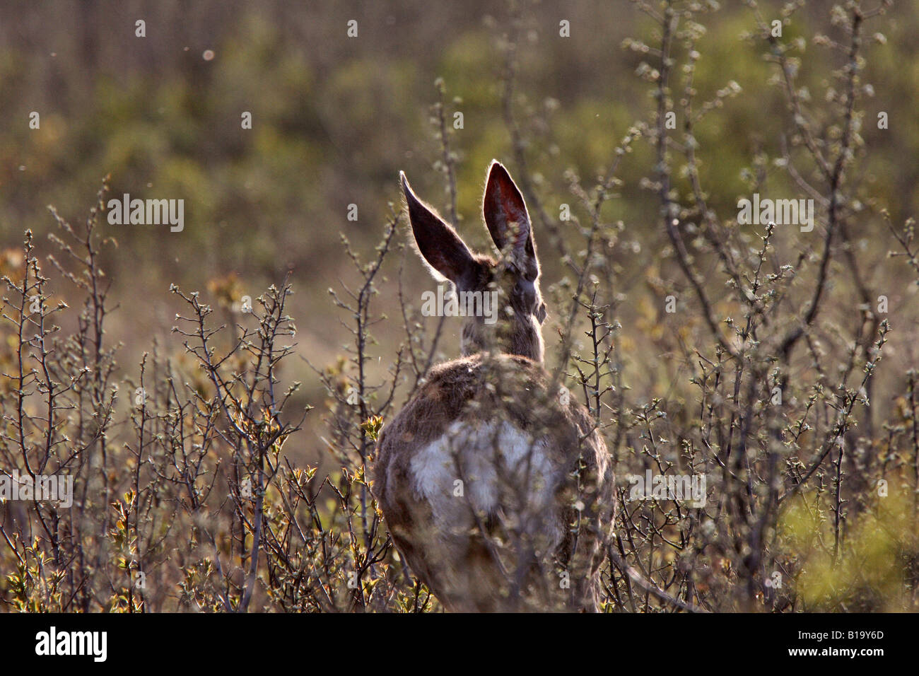 Rear view of a White tailed Jackrabbit in spring Stock Photo - Alamy